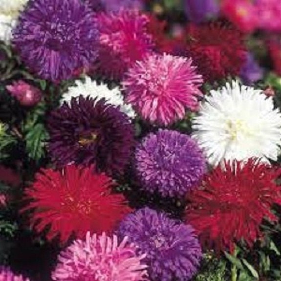 40+ Ostrich Plume Mix Aster / Annual / Flower Seeds. - Etsy