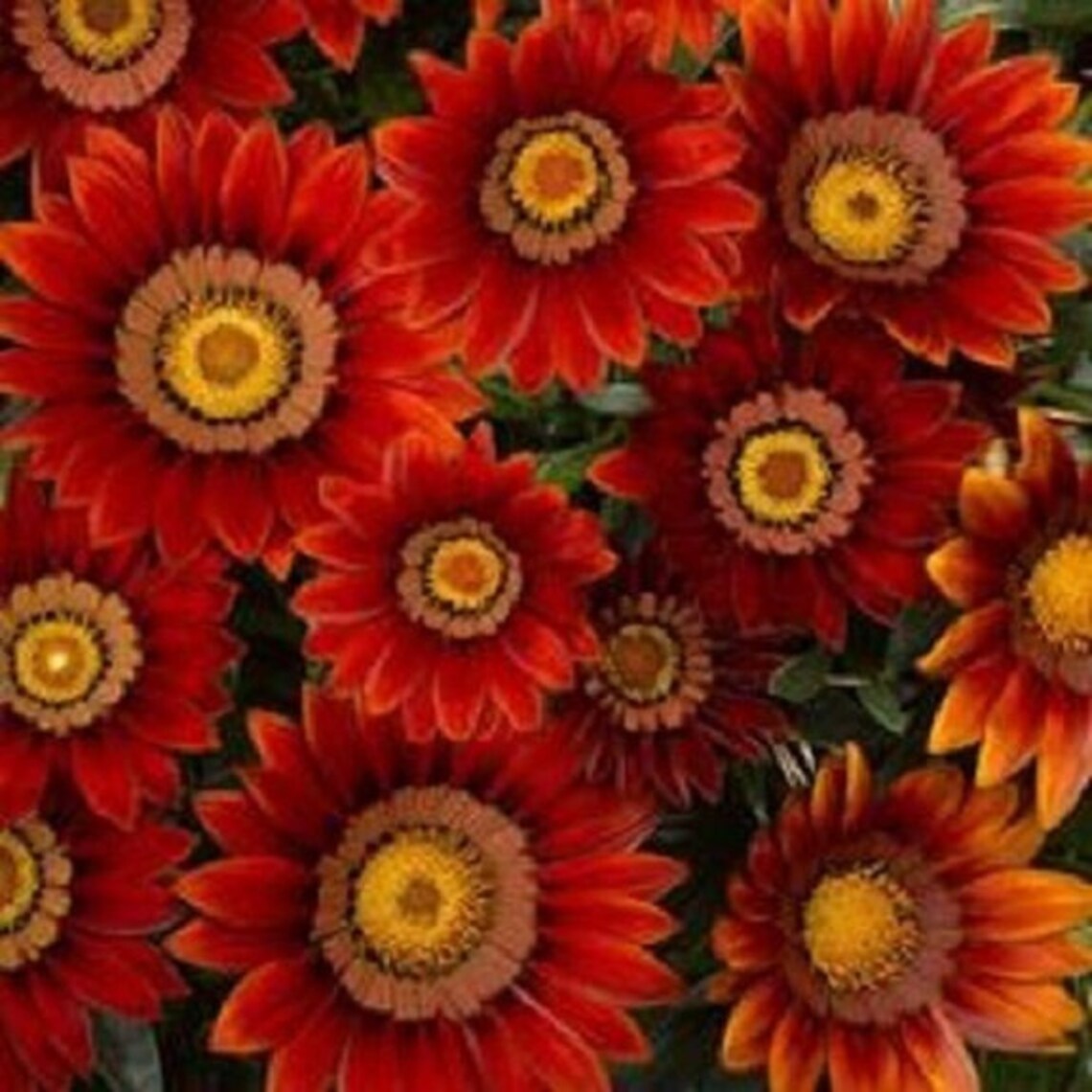 30+ Gazania New Day Red Shades / Drought-tollerant / Re-seeding Annual ...