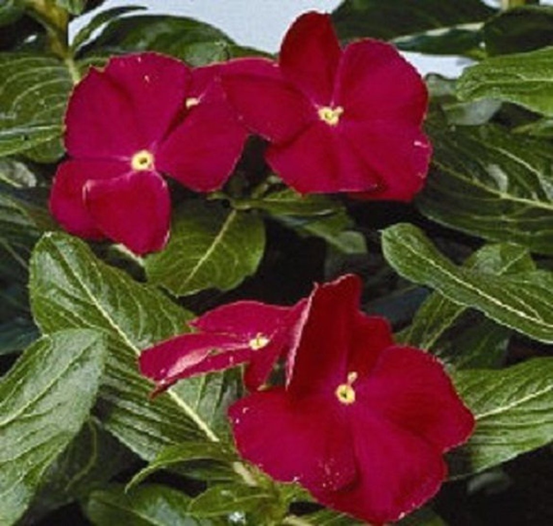 40+ Really Red Vinca / Periwinkle / Flower Seeds. - Etsy