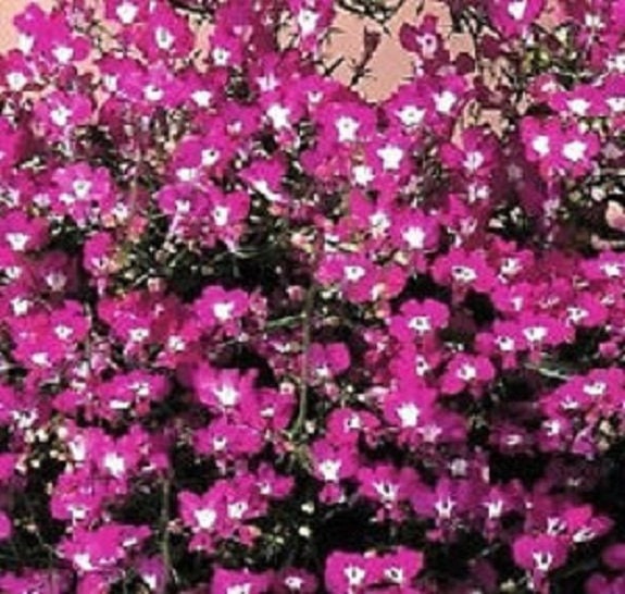 50+ Lobelia Regatta Rose / Annual / Flower Seeds. - Etsy