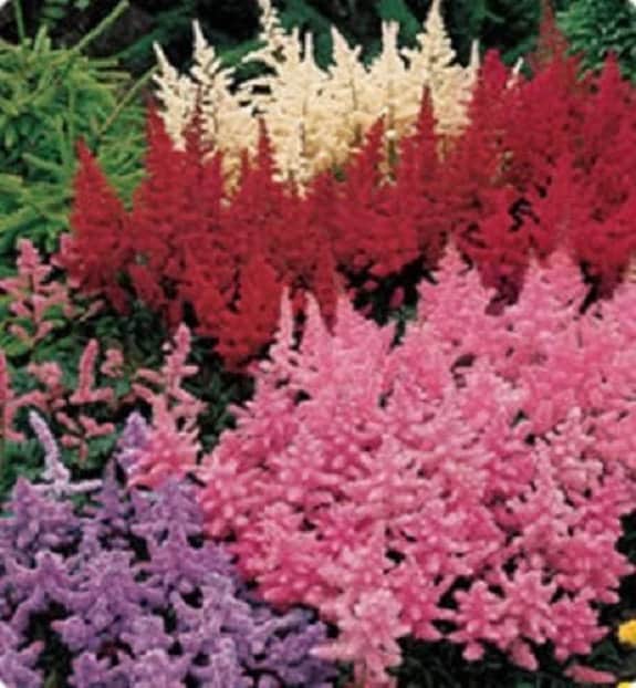 25+ Astilbe Mix / Perennial / Flower Seeds. - Etsy