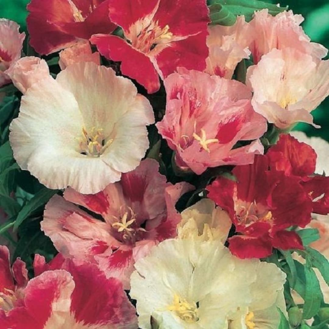 50+ Clarkia Mix / Re-seeding Annual / Flower Seeds. - Etsy