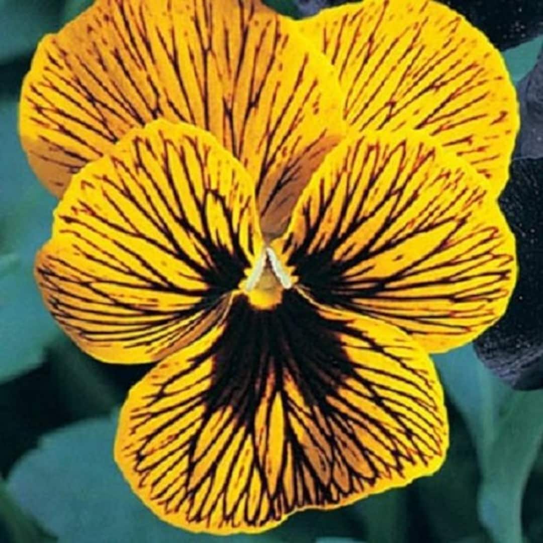 30+ Viola Angel Tiger Eye / Perennial / Flower Seeds. - Etsy