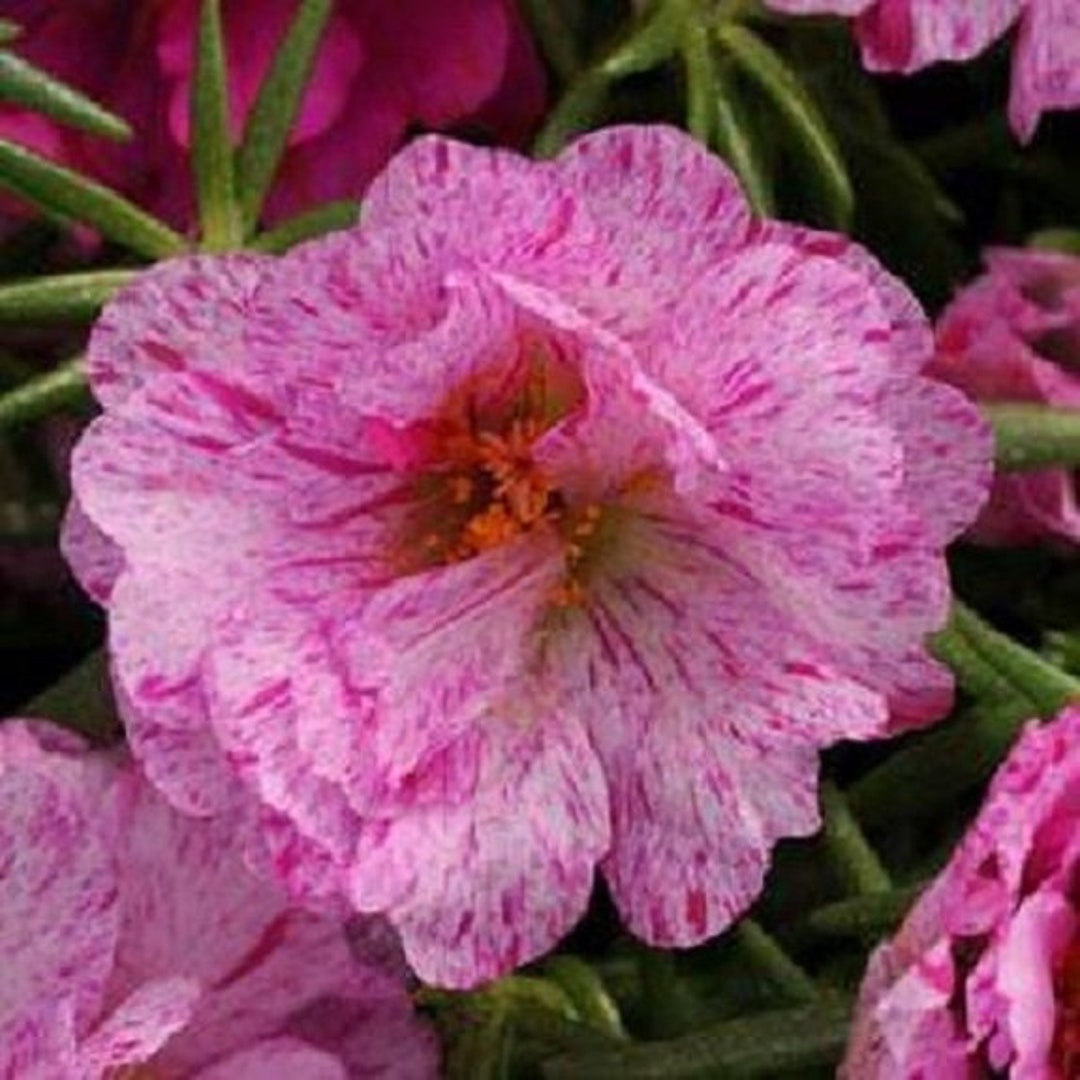 75+ Sundial Peppermint Portulaca / Annual / Flower Seeds. - Etsy