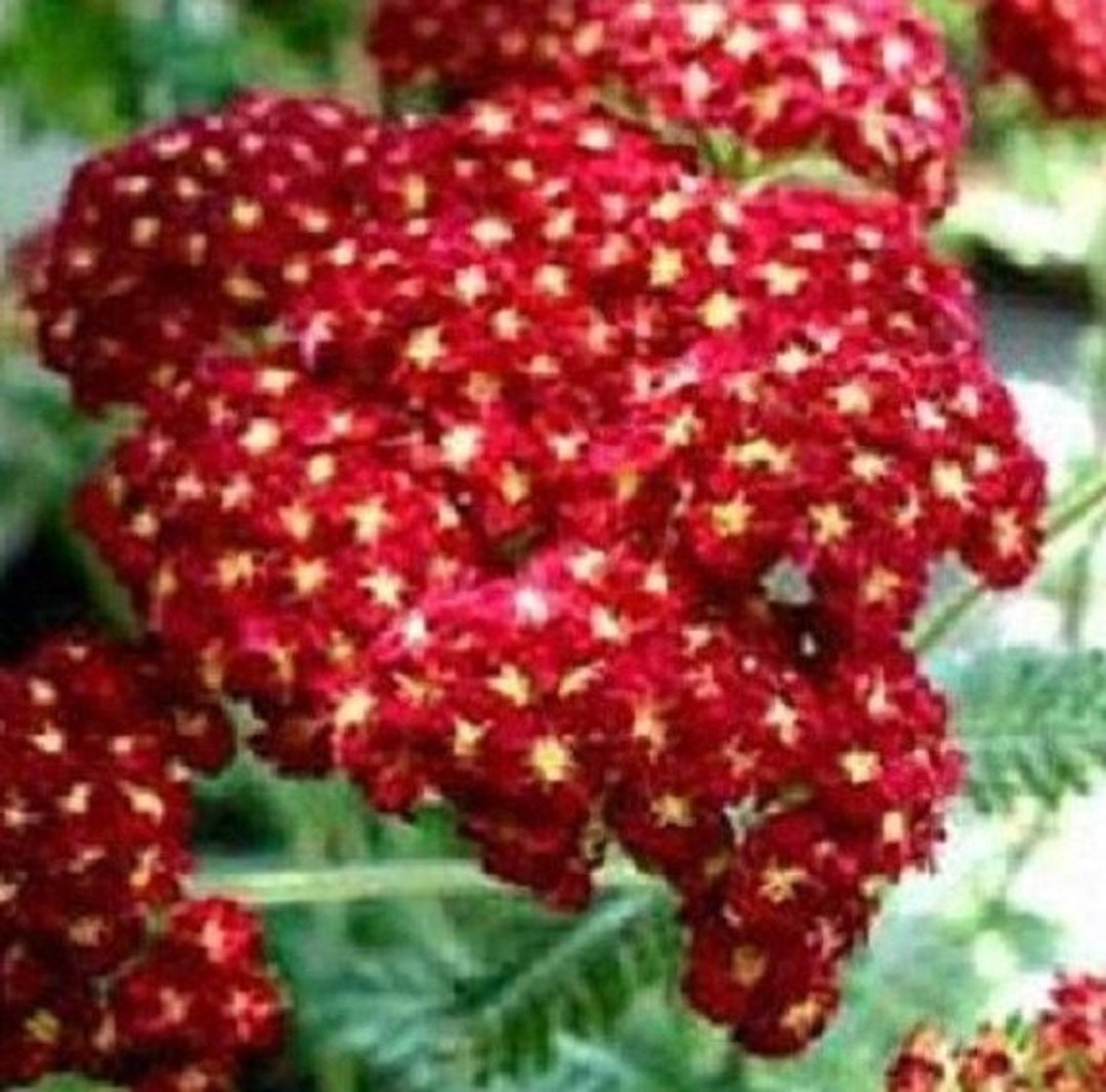 50+ Red Achillea Yarrow / Deer Resistant Perennial / Flower Seeds. - Etsy