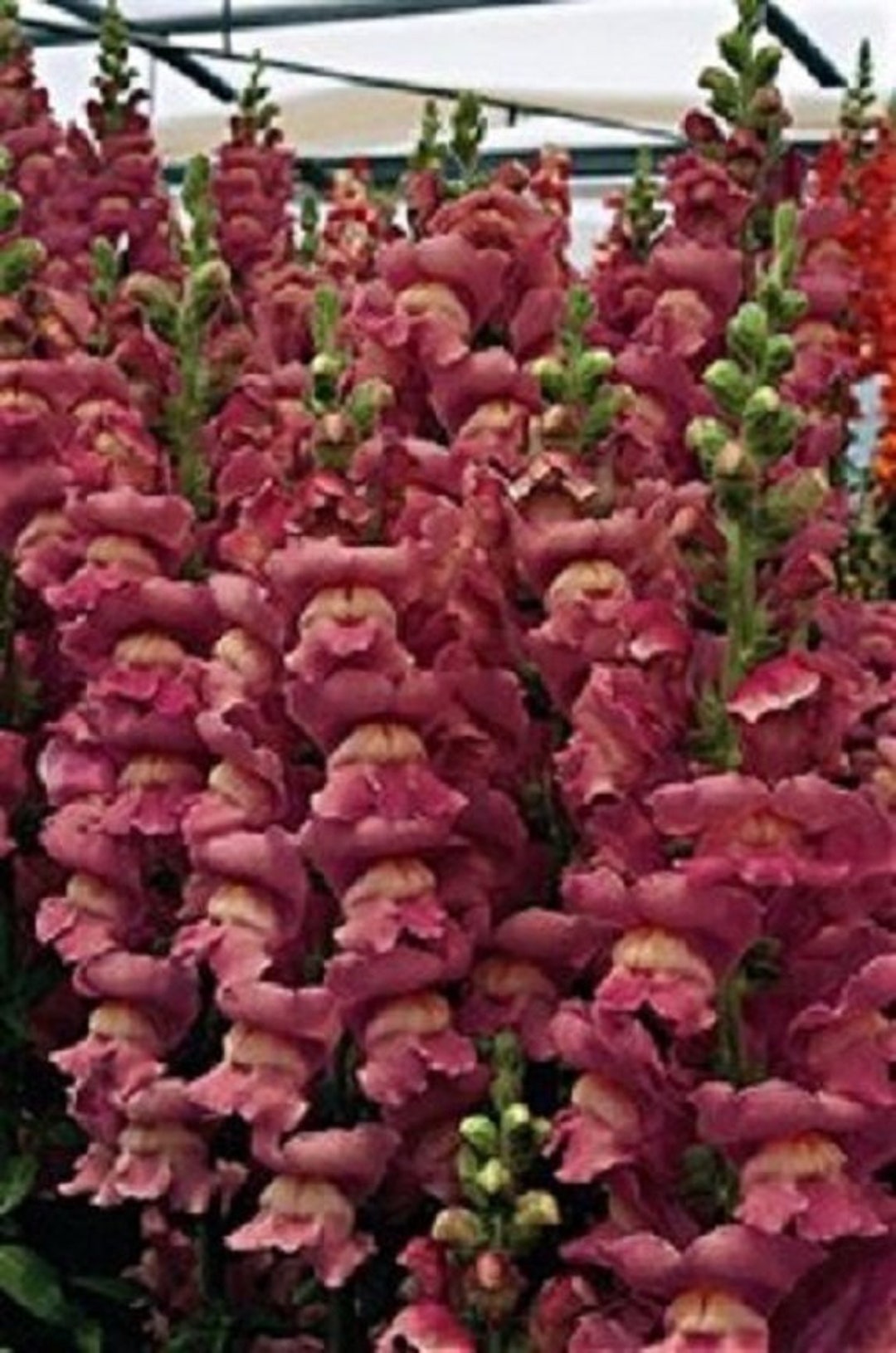 30+ Antirrhinum Opus Lavender Snapdragon / Fragrant / Annual /flower ...