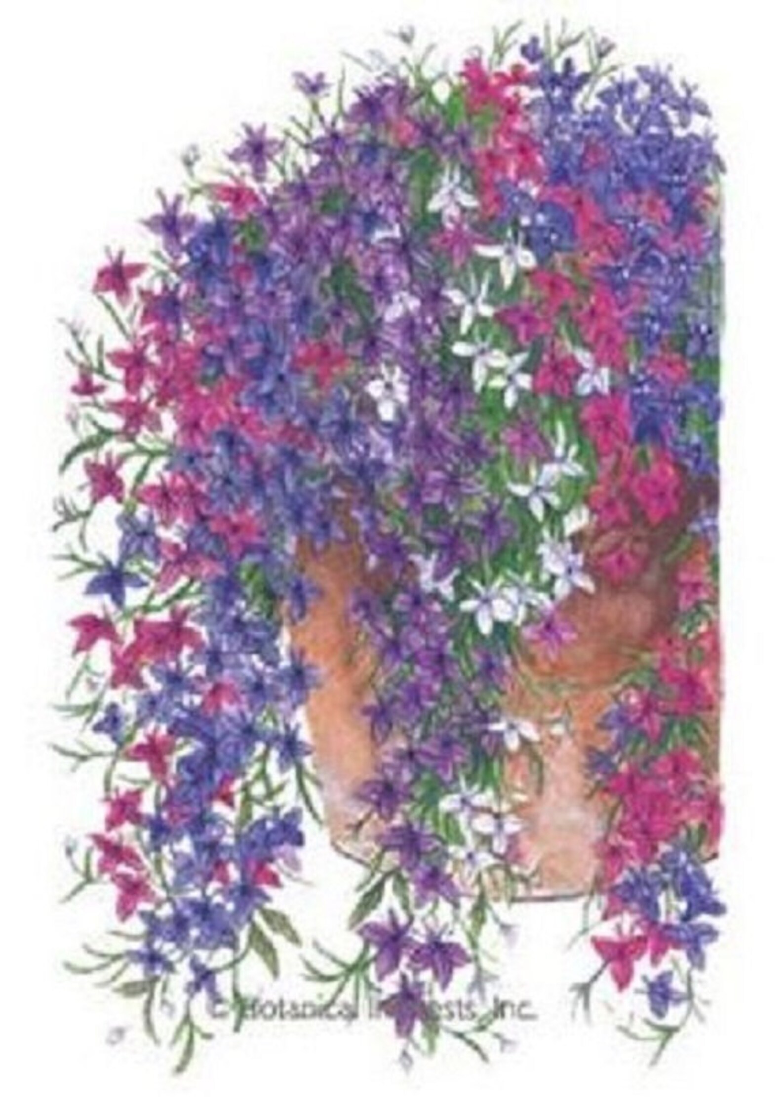 50+ Lobelia Regatta Trailing Mix / Perennial / Flower Seeds. - Etsy