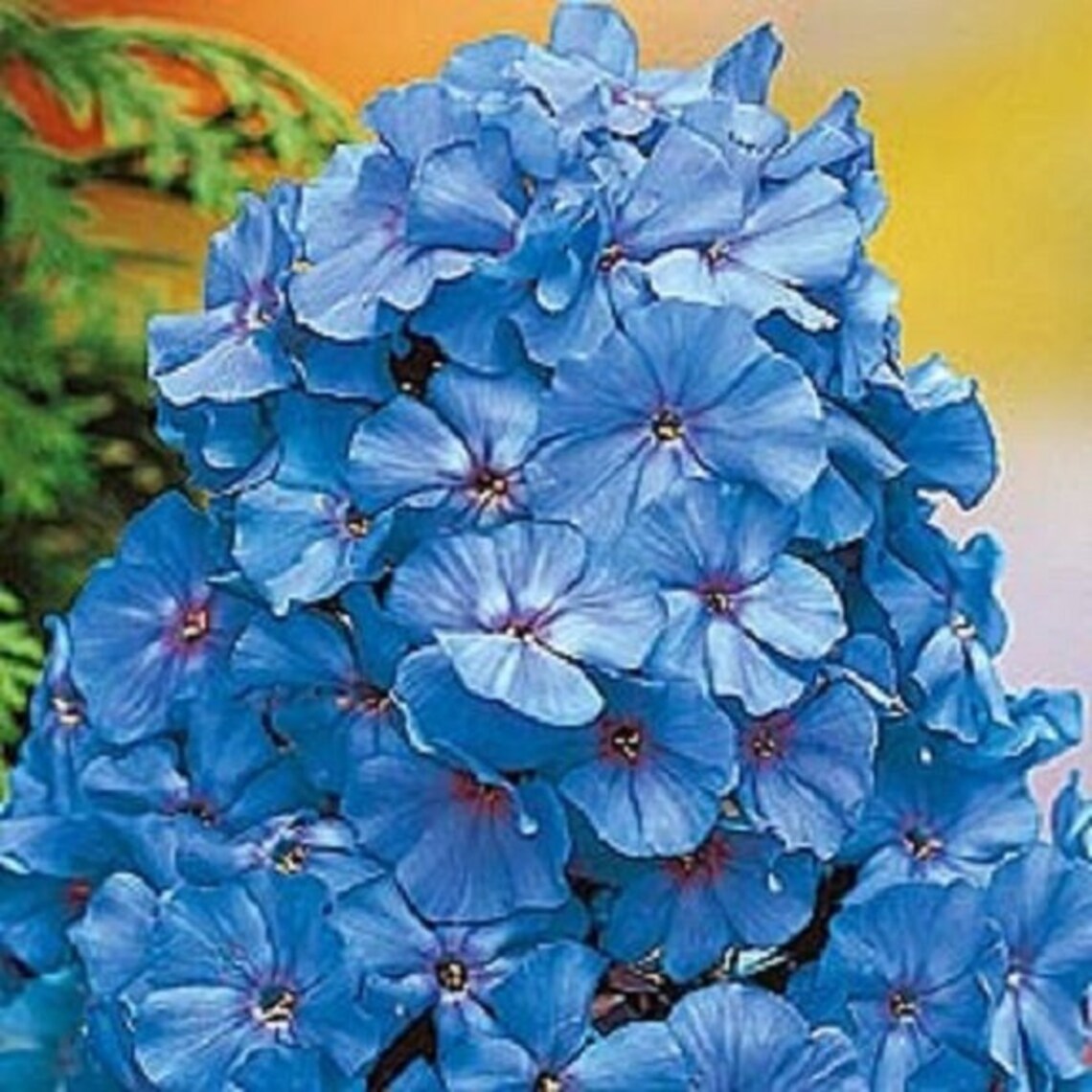 30+ Light Blue Phlox / Fragrant / Re-seeding Annual / Flower Seeds. - Etsy