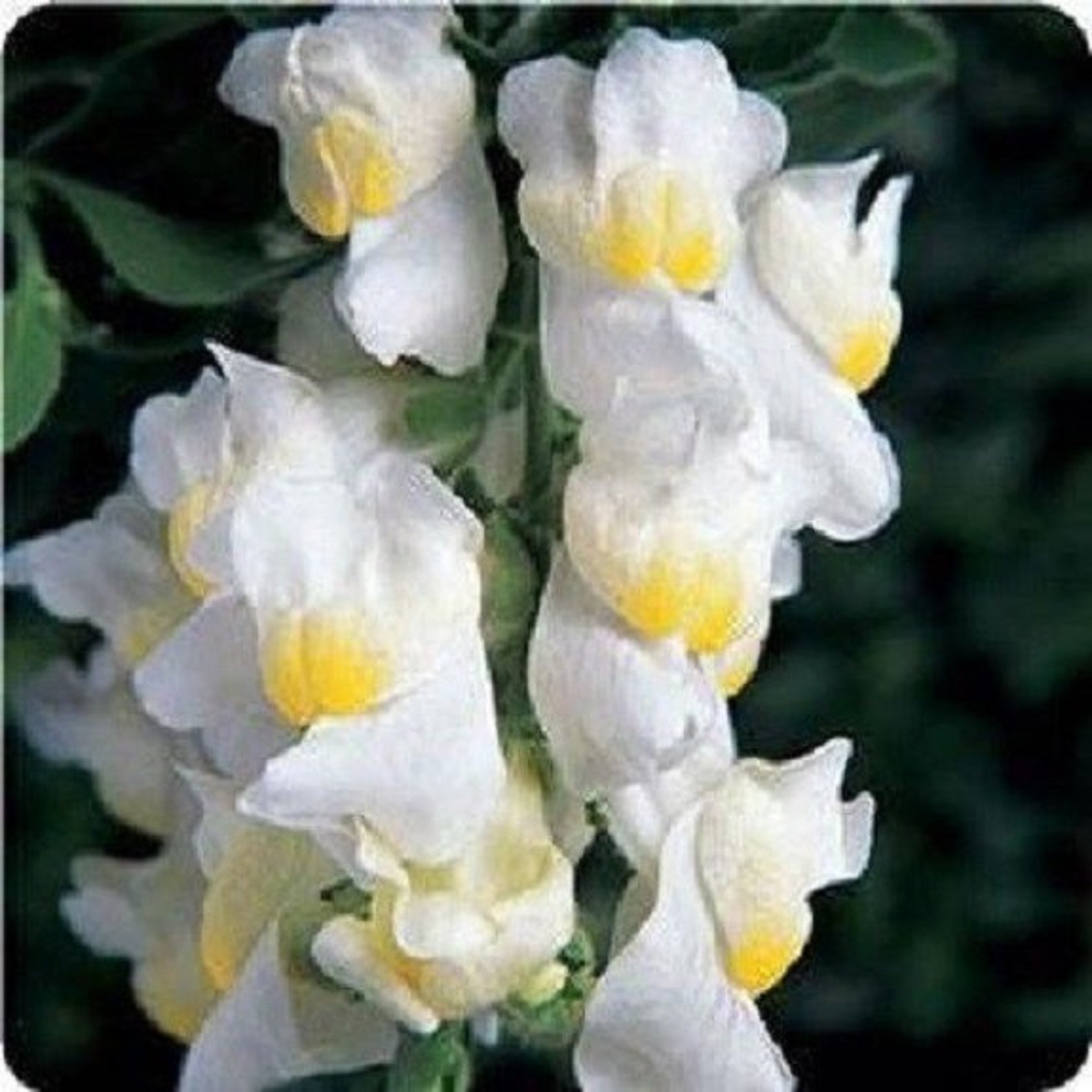 30+ Lemon Sherbert Antirrhinum / Snapdragon / Long-lasting Annual ...