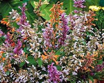 30 Agastache Fragrant Delight Mix / Perennial / Flower Seeds. - Etsy