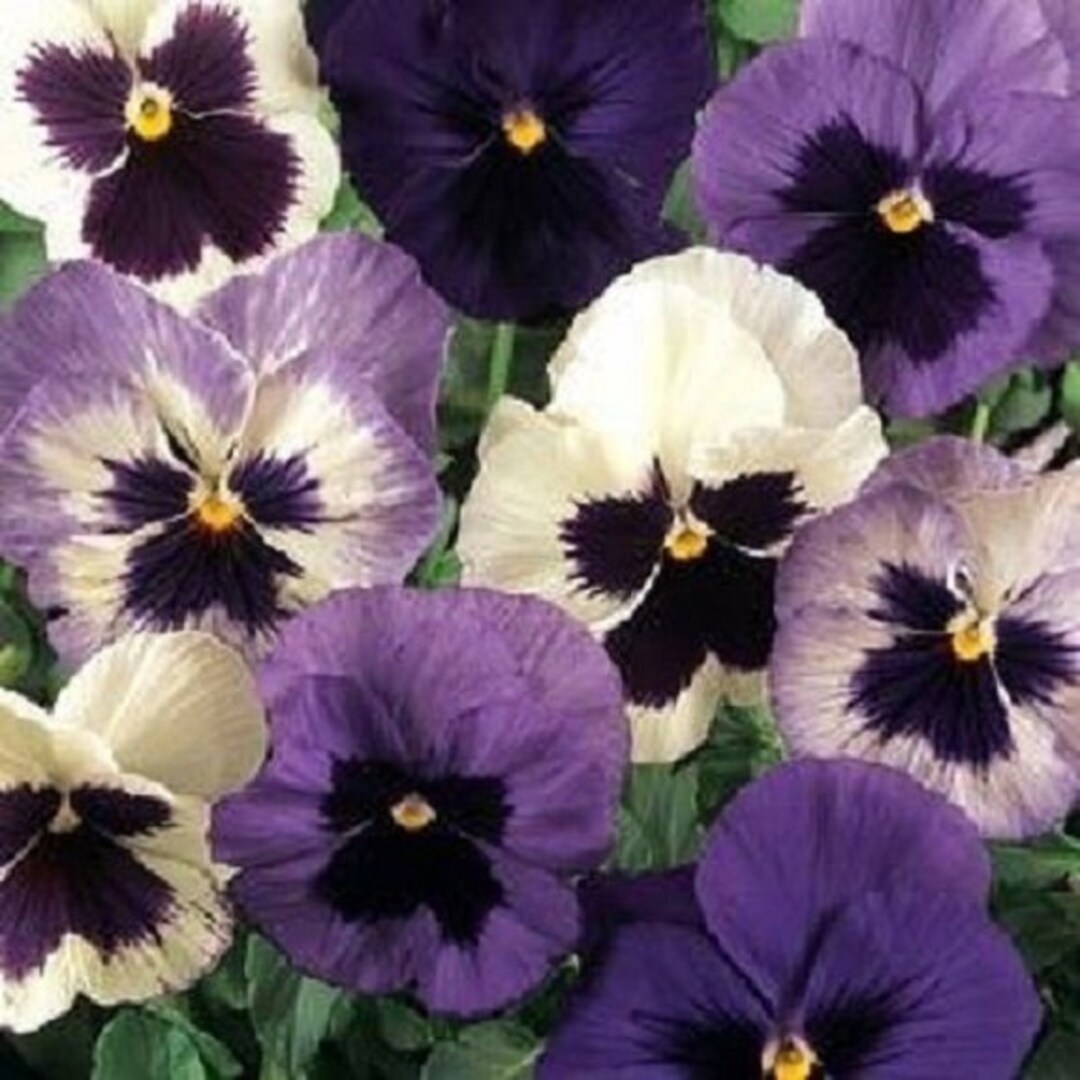 30+ Pansy Matrix Ocean Breeze Mix / Annual / Flower Seeds. - Etsy