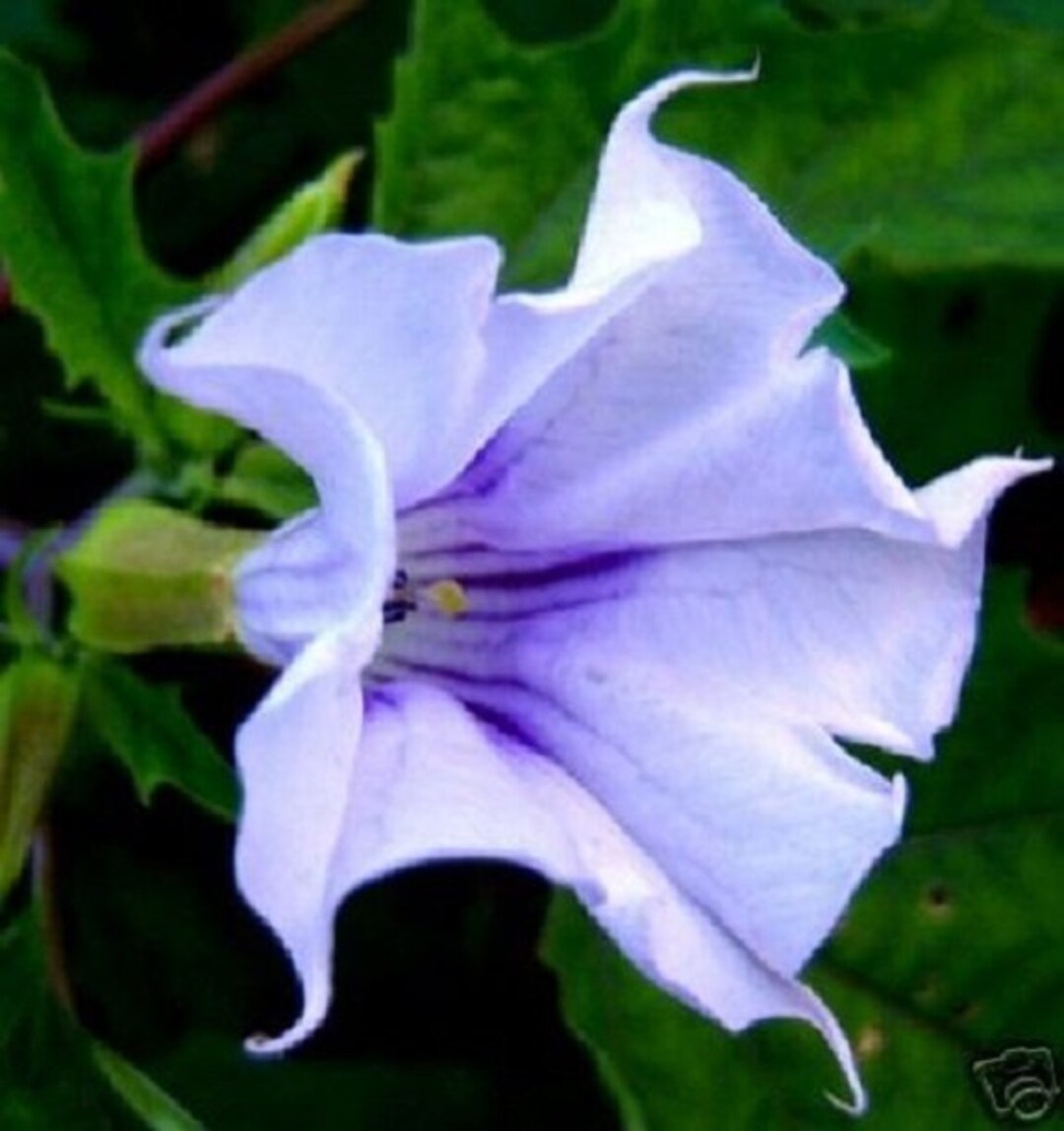 20+ Angel's Trumpet Datura / Annual Flower Seeds - Etsy