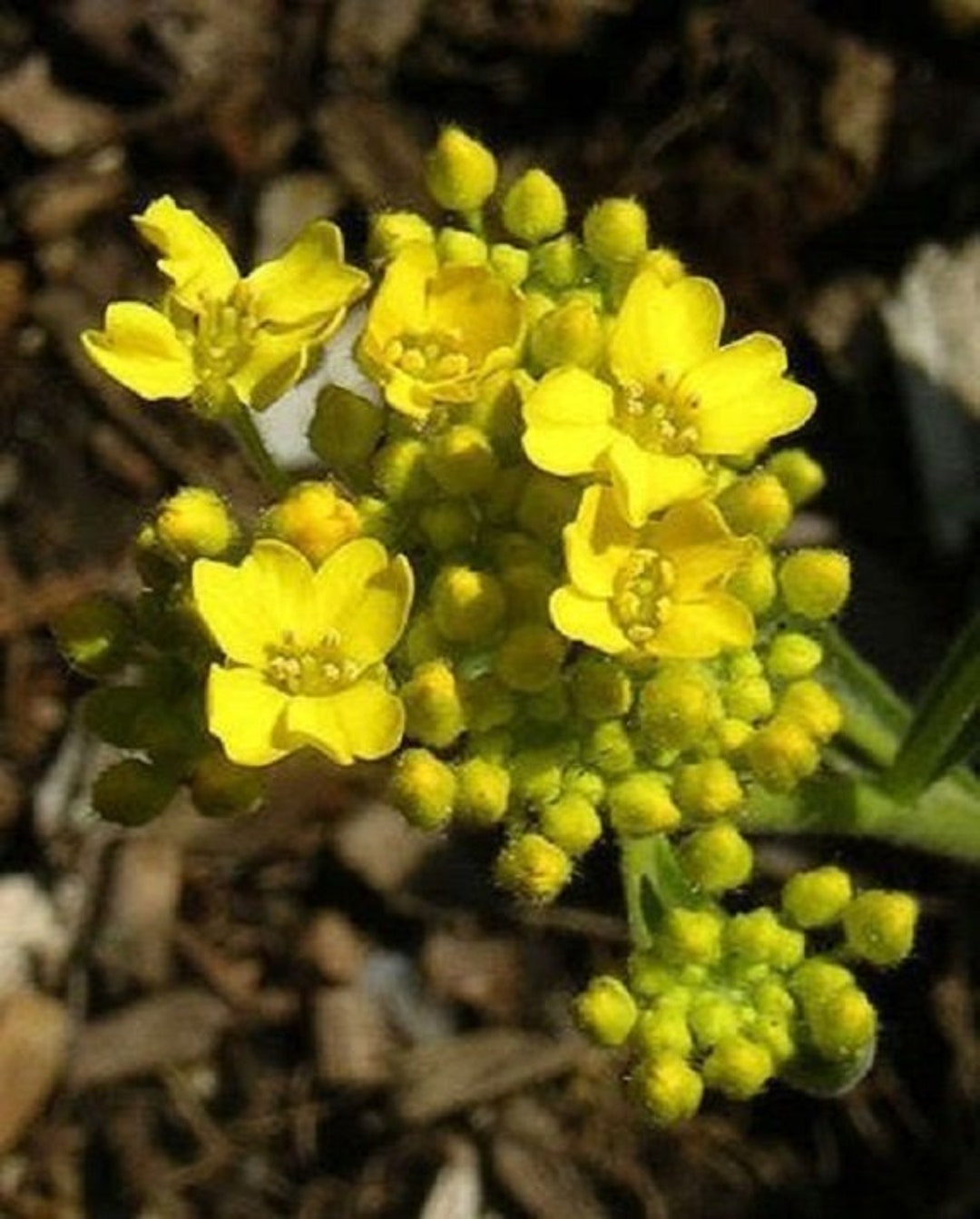 60+ Yellow Queen Alyssum / Fragrant / Re-seeding / Annual / Flower ...