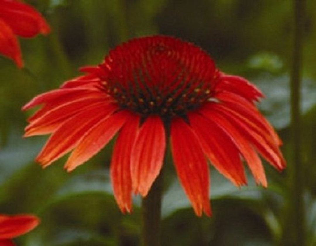 25+ Ruby Red Echinacea Coneflower / Long-lasting Perennial / Flower ...