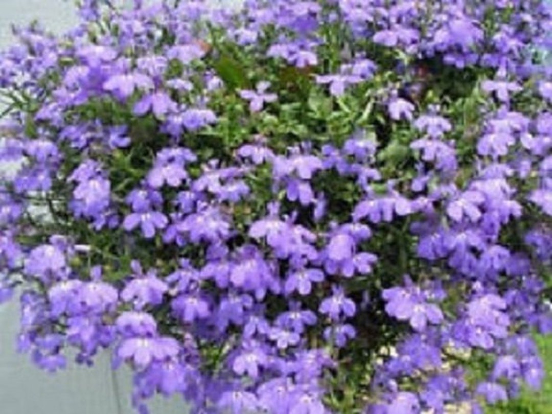 50+ Lobelia Regatta Lilac / Annual / Flower Seeds. - Etsy
