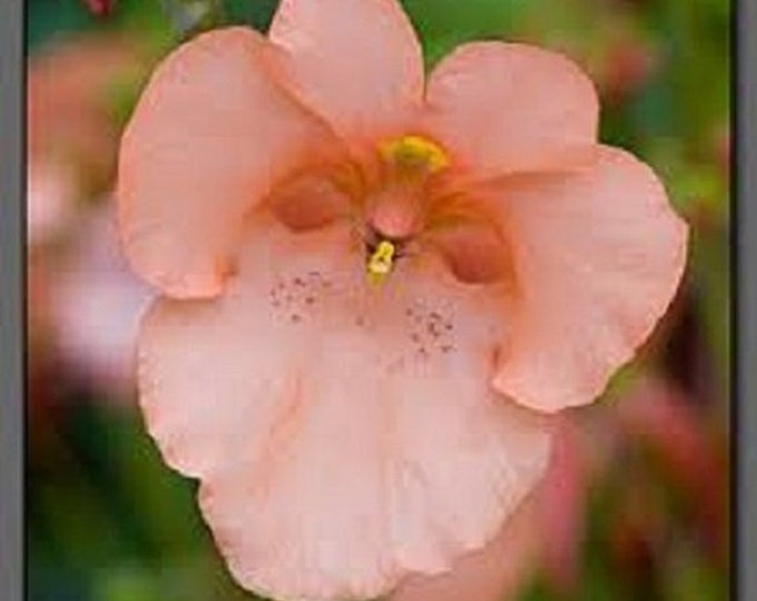 Apricot Queen Diascia Flower Seeds / Barbarae / Perennial 40 - Etsy