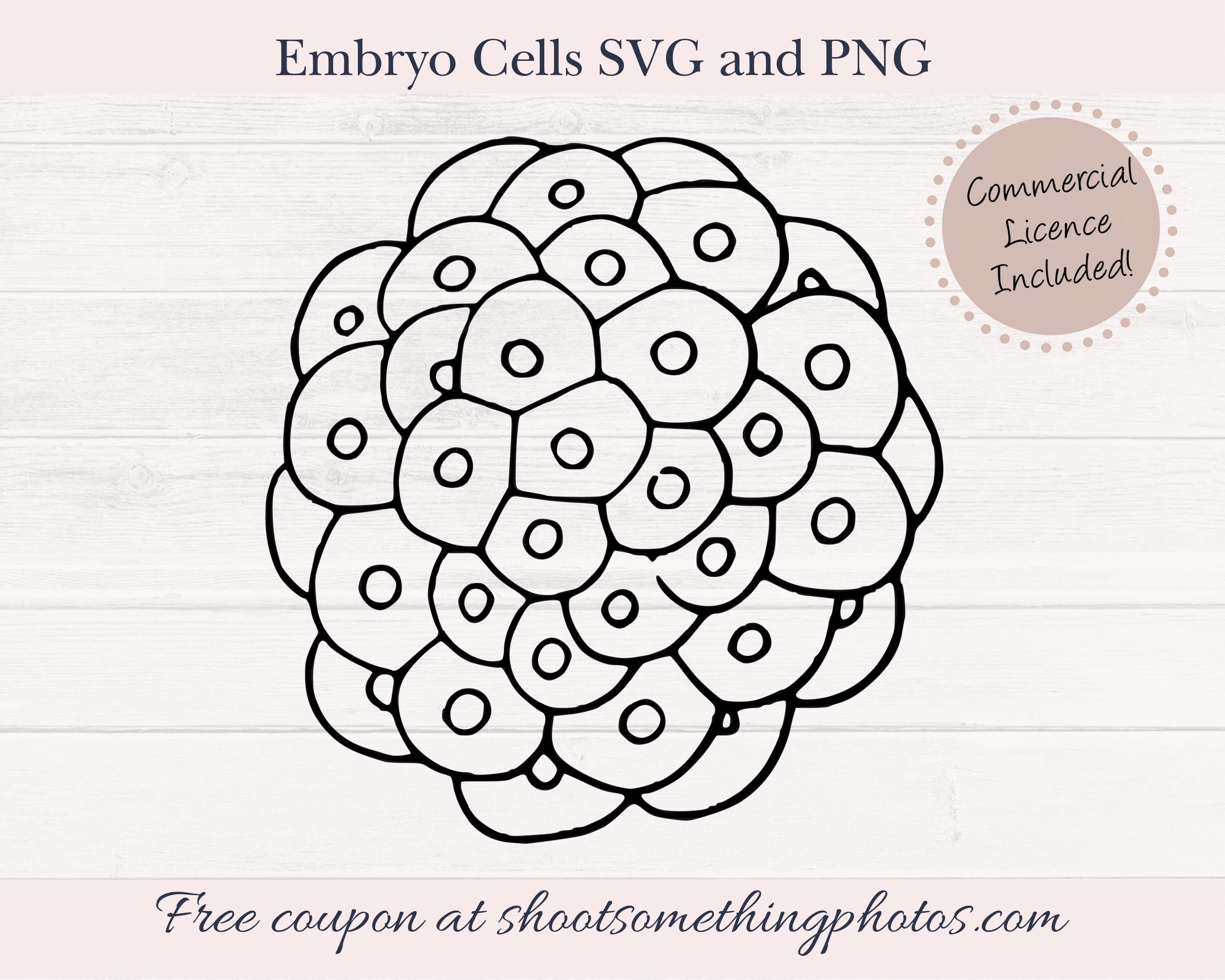 Dividing Embryonic Cells SVG and PNG Image Embryo Cells Download for ...