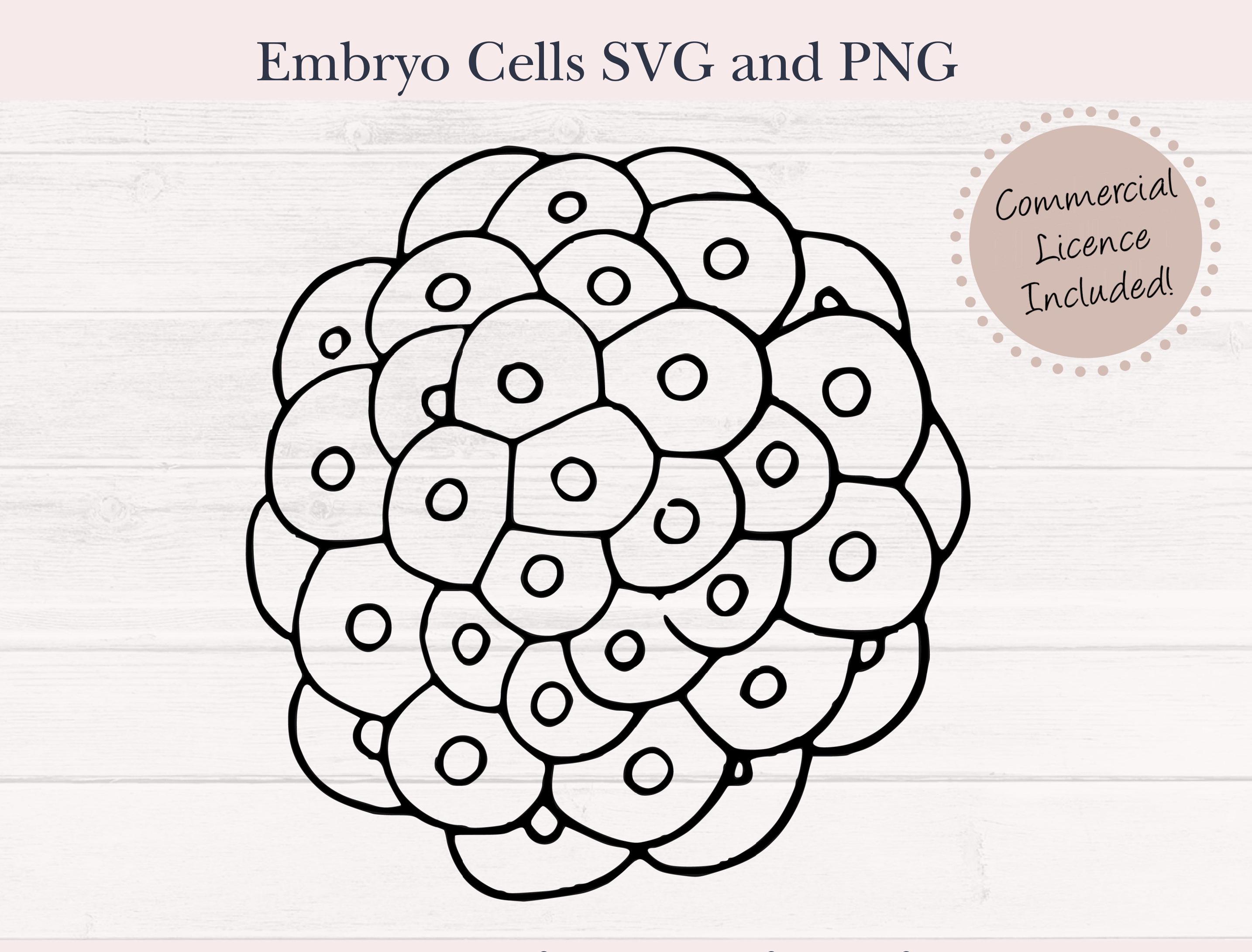 Menselijke Embryocel