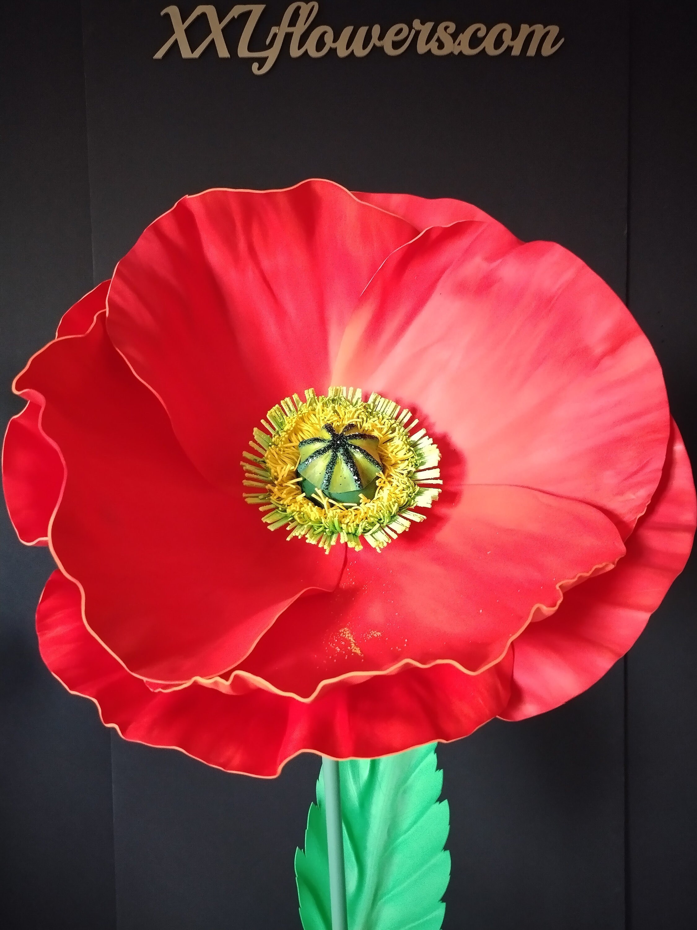 Red or Yellow Giant Poppies / Poppy / Wizard of Oz / Larger Flower ...