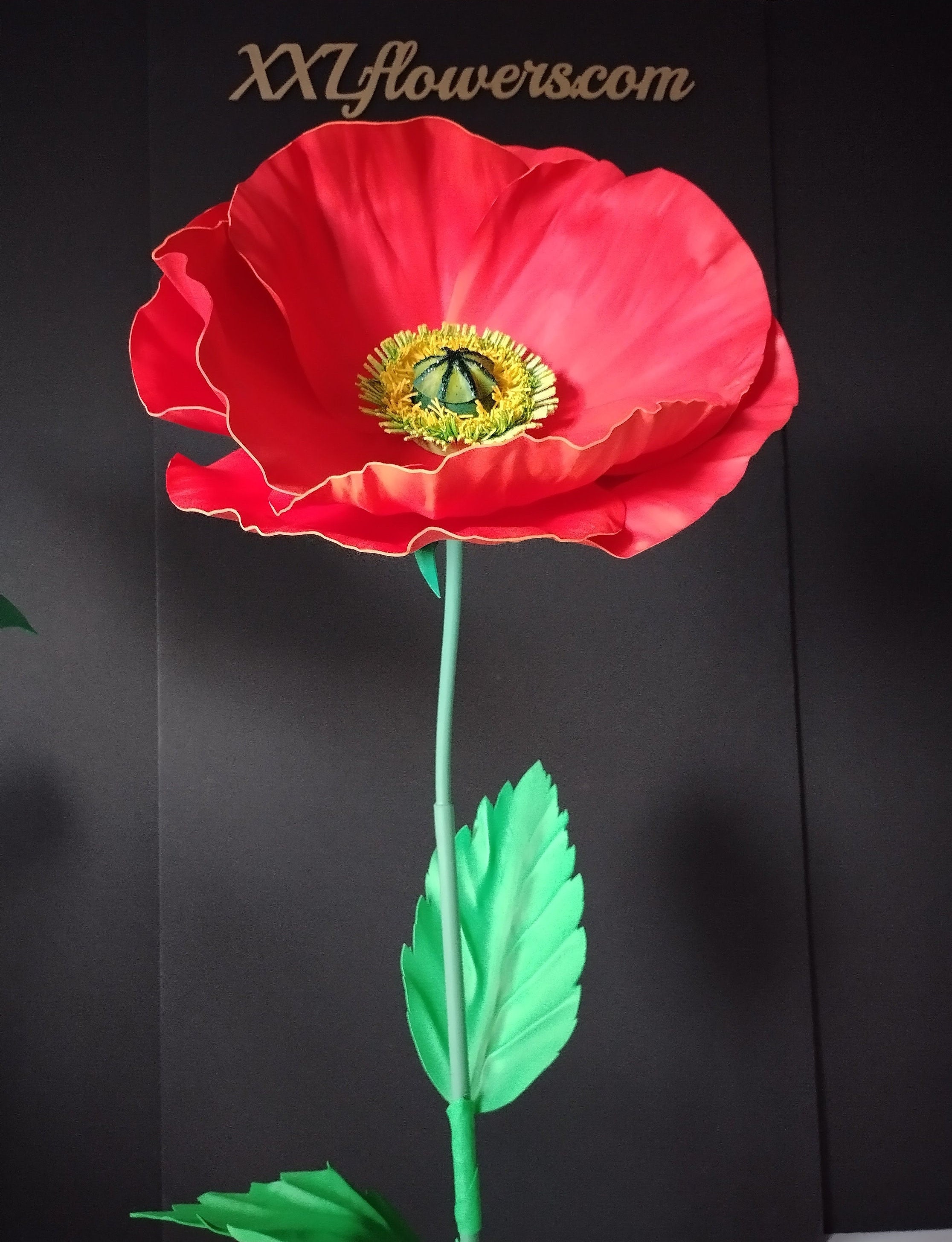 Red or Yellow Giant Poppies / Poppy / Wizard of Oz / Larger Flower ...