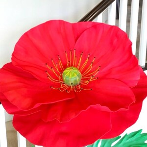 Red or Yellow Giant Poppies / Poppy / Wizard of Oz / Larger Flower ...
