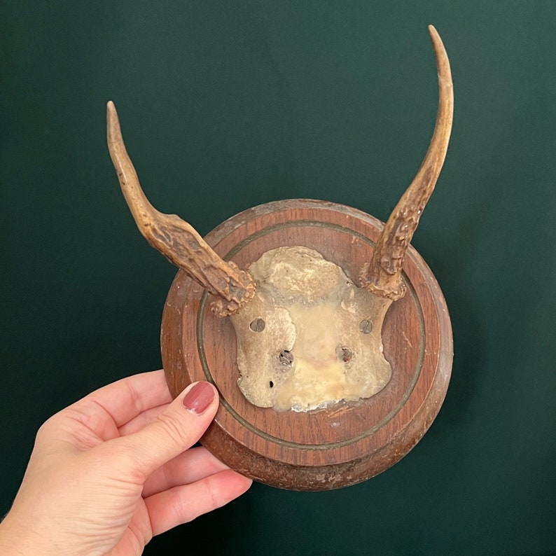 Vintage Deer Antler Hunting Trophy Wall Mount Deer Antler Plaque Chalet ...