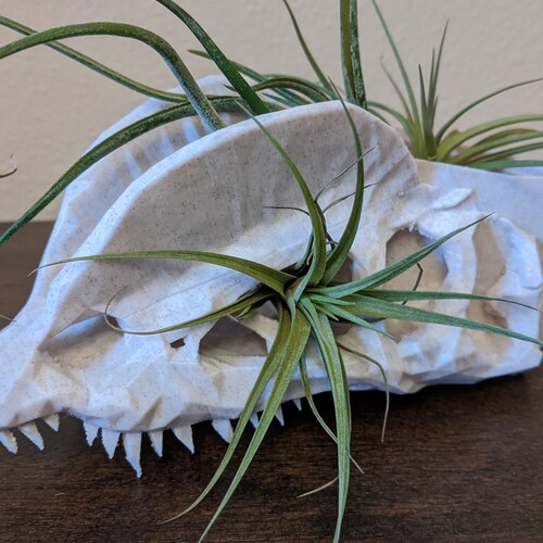 Diplo the Dilophosaurus Dino Pot With Plants Skull Air Plant - Etsy