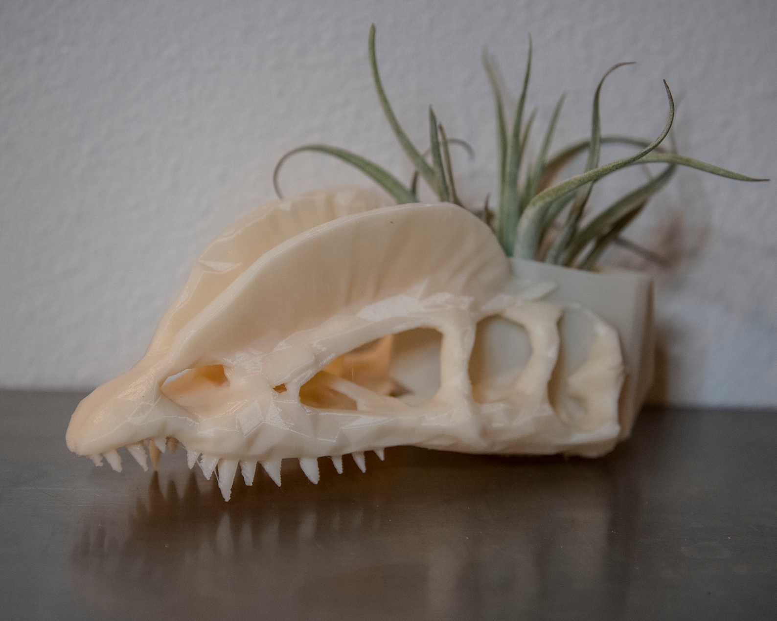 Diplo the Dilophosaurus Dino Pot With Plants, Skull Air Plant Planter ...