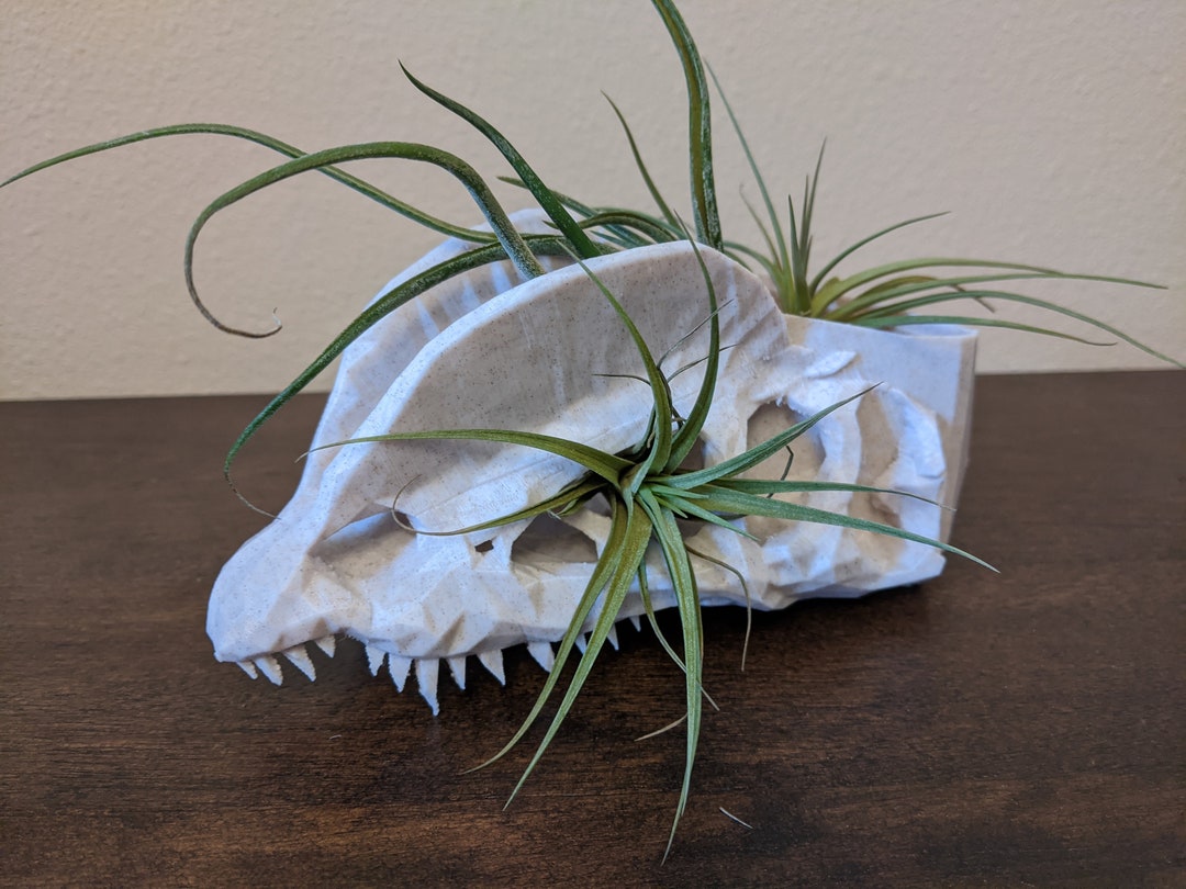 Diplo the Dilophosaurus Dino Pot With Plants, Skull Air Plant Planter ...