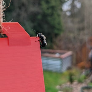 Mason Bee Hatching Box the Baby-bee Nursery Nontoxic - Etsy