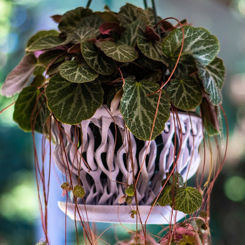 PrintedNature3D - Etsy