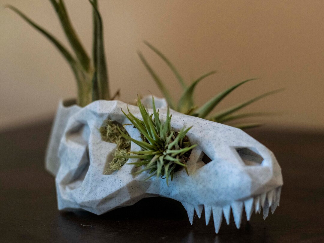 T-bone the T-rex Skull Planter With Plants THE ORIGINAL - Etsy