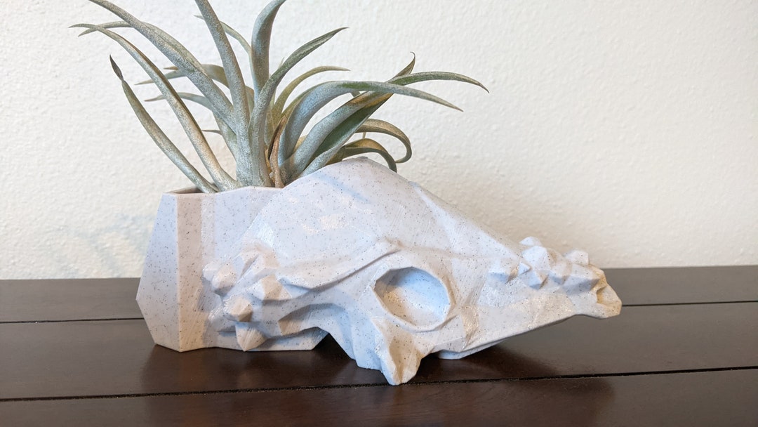 Patchy the Pachysaurus Dino Planter With Plants - Skull Air Plant ...