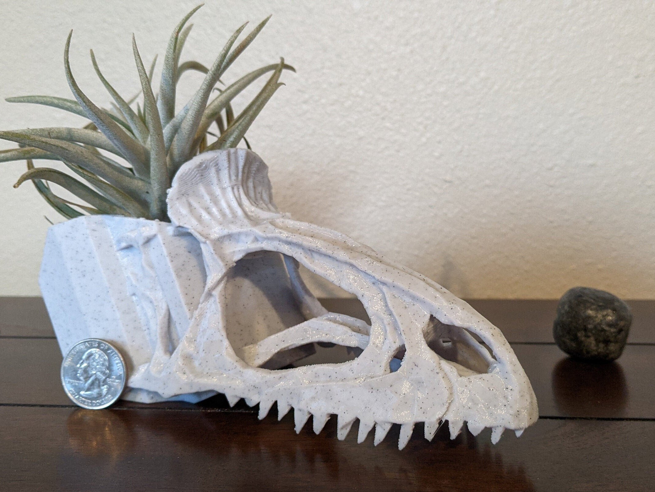 Crylo the Cryolophosaurus Dino Skull With Plants Air Plant - Etsy