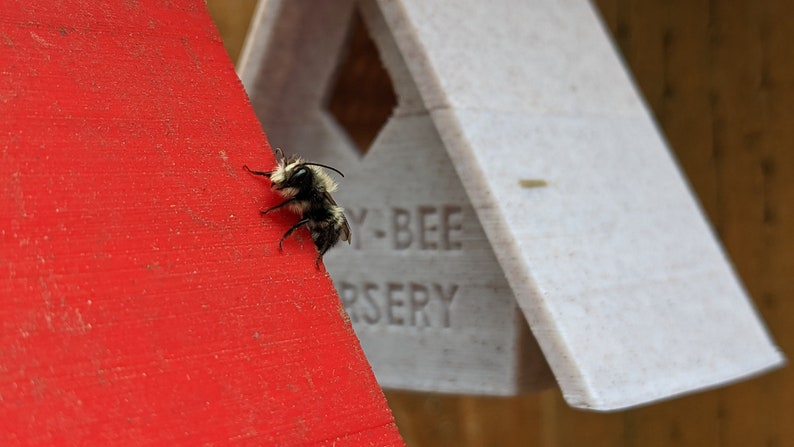 Mason Bee Hatching Box - the Baby-bee Nursery - Nontoxic Material - Etsy