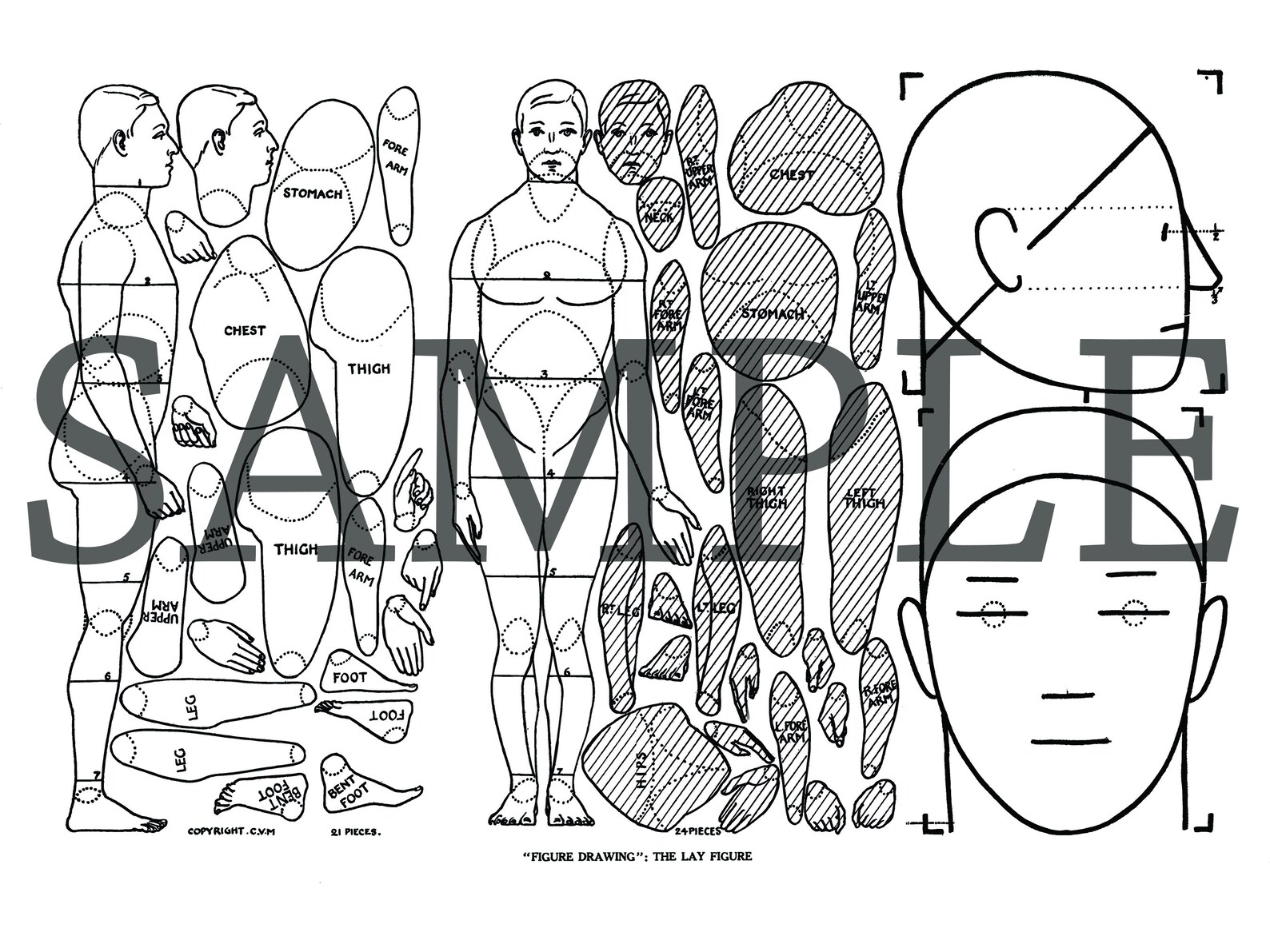 Human Anatomy Chart, Vintage School Poster, Vintage Human Figure Poster ...