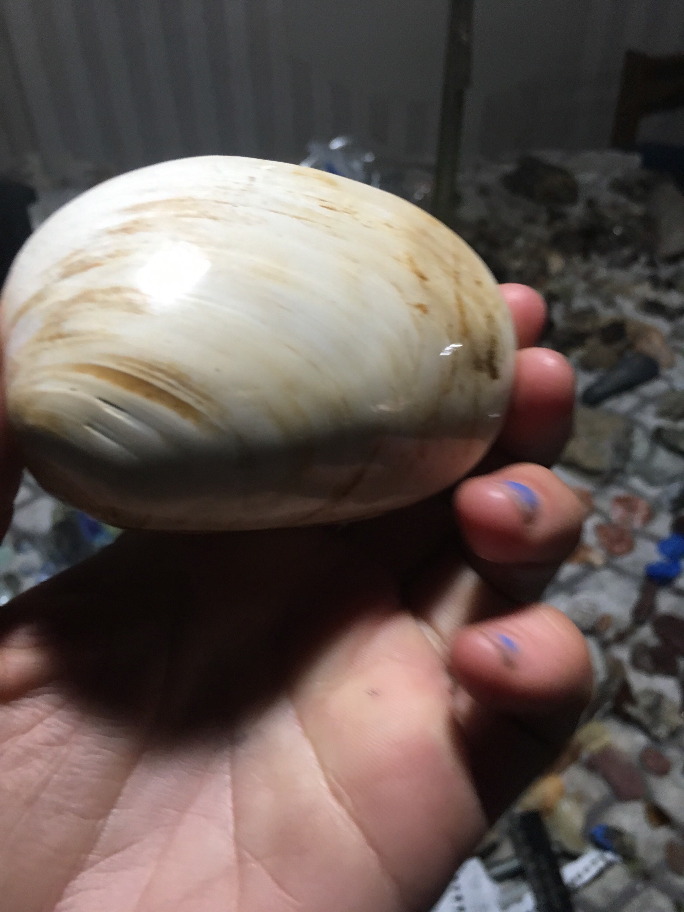 Prehistoric Fossil Clam Bivalves Spicimen - Etsy