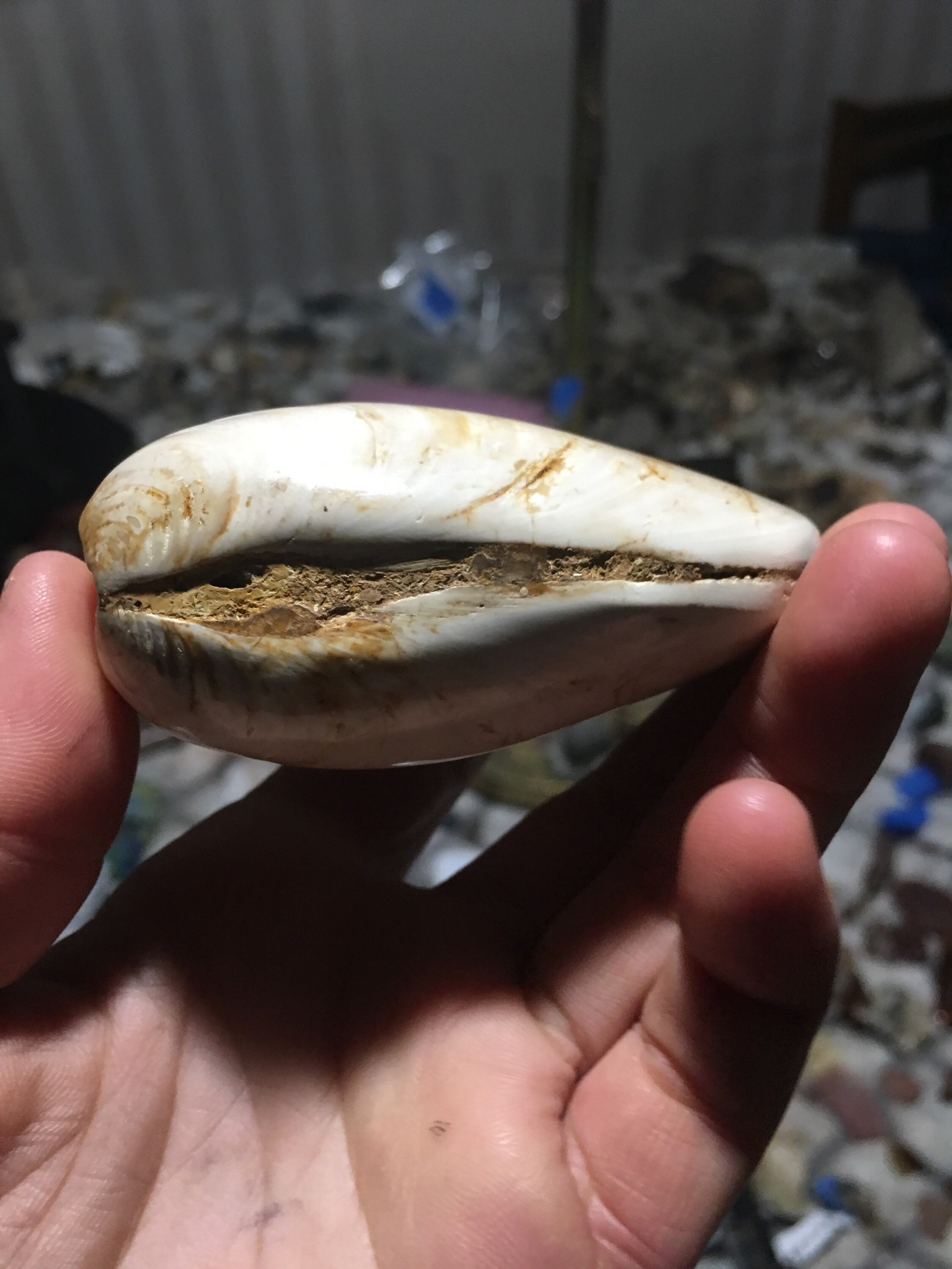 Prehistoric Fossil Clam Bivalves Spicimen - Etsy