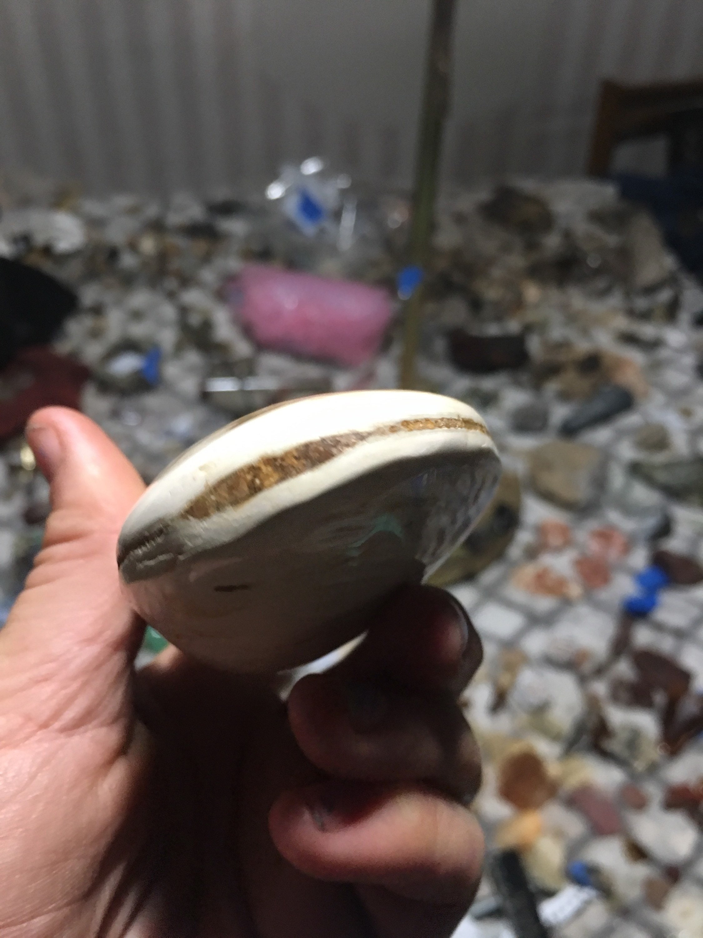 Prehistoric Fossil Clam Bivalves Spicimen - Etsy