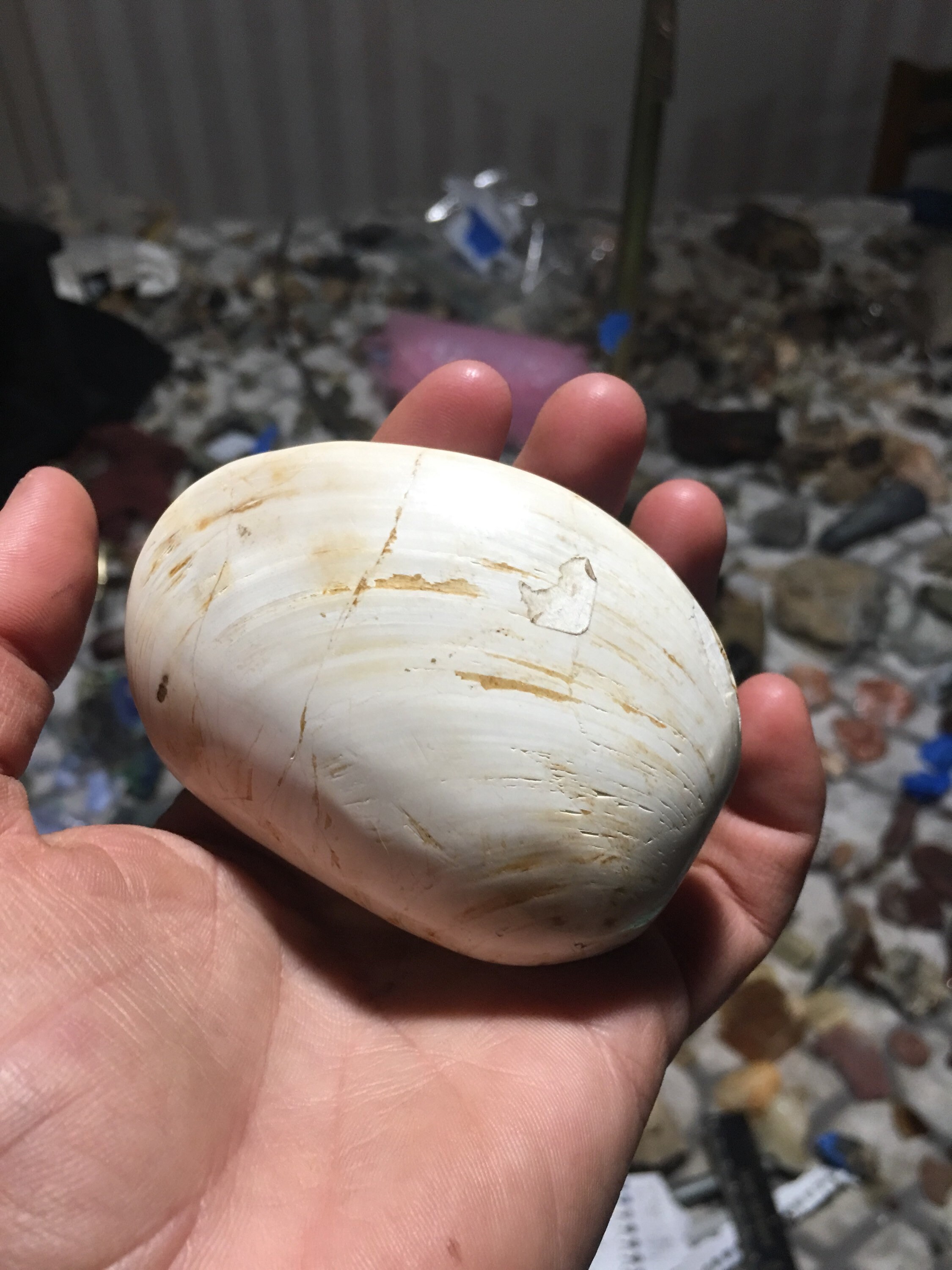 Prehistoric Fossil Clam Bivalves Spicimen - Etsy