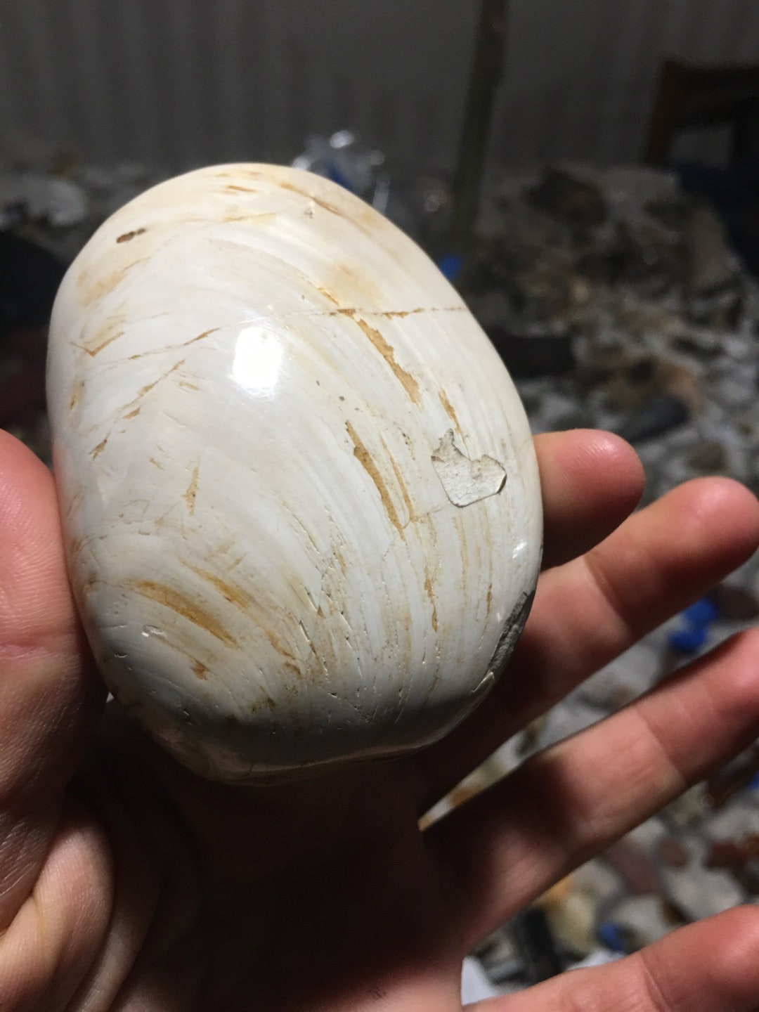 Prehistoric Fossil Clam Bivalves Spicimen - Etsy