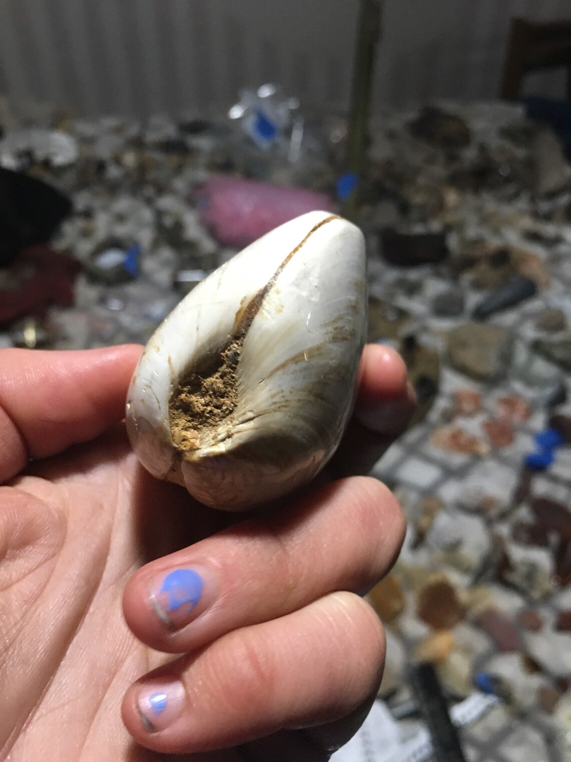 Prehistoric Fossil Clam Bivalves Spicimen - Etsy