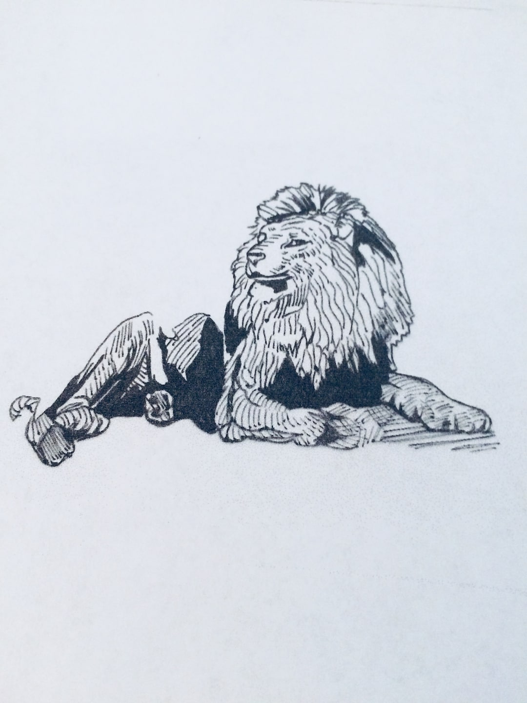 Lion Pen and Ink Illustration 5x7 Printed on Cardstock Gift for Him or ...