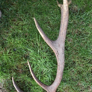 Pair of Antlers, Big Antlers, Authentic Antlers, Vintage Antlers ...