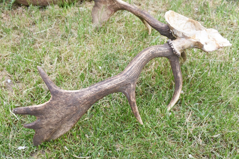 Antique Deer Horns Vintage Deer Horns Natural Deer Horn | Etsy