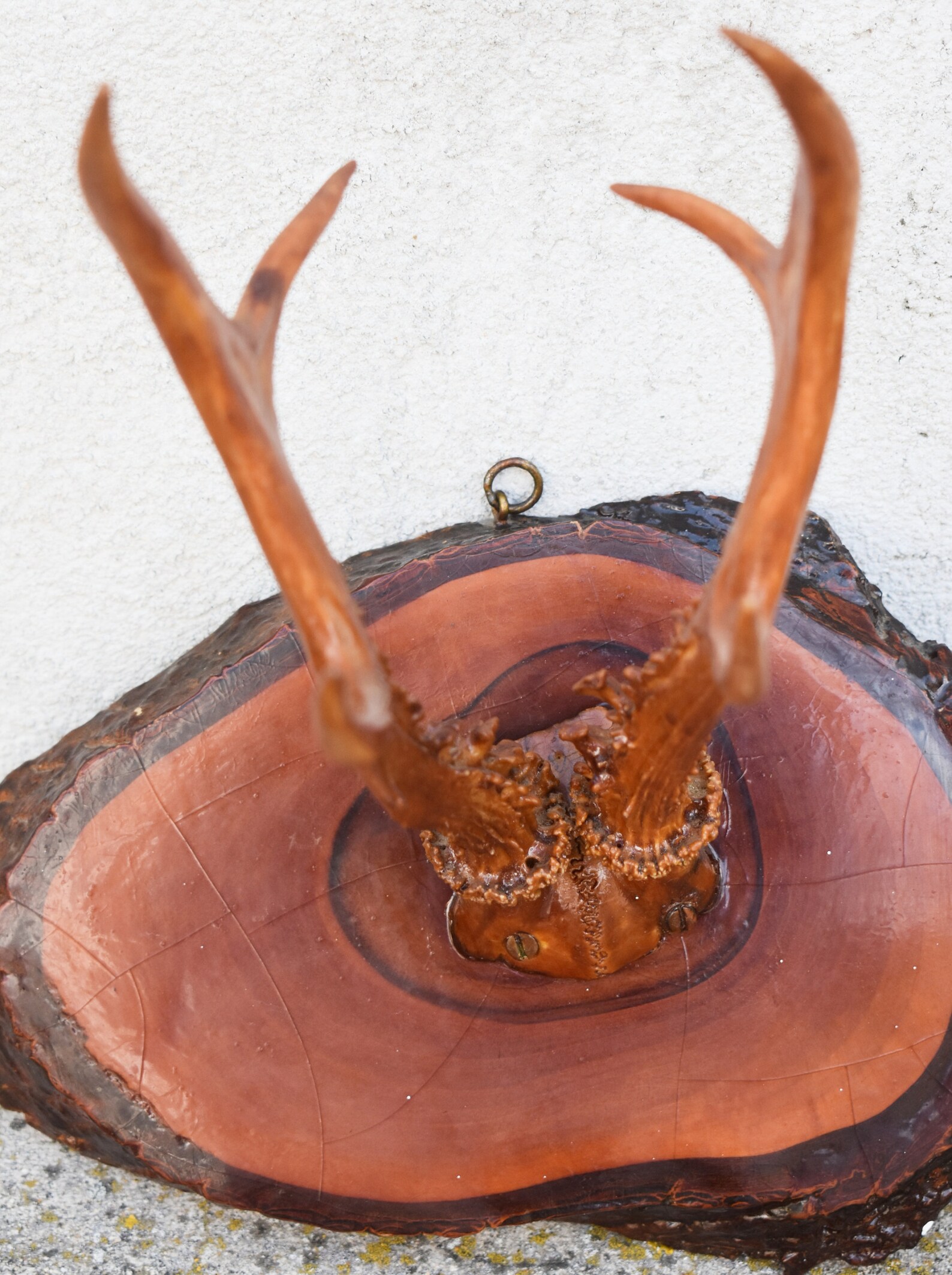 Roe Deer Horns Natural Horns True Roe Deer Horns Natural - Etsy