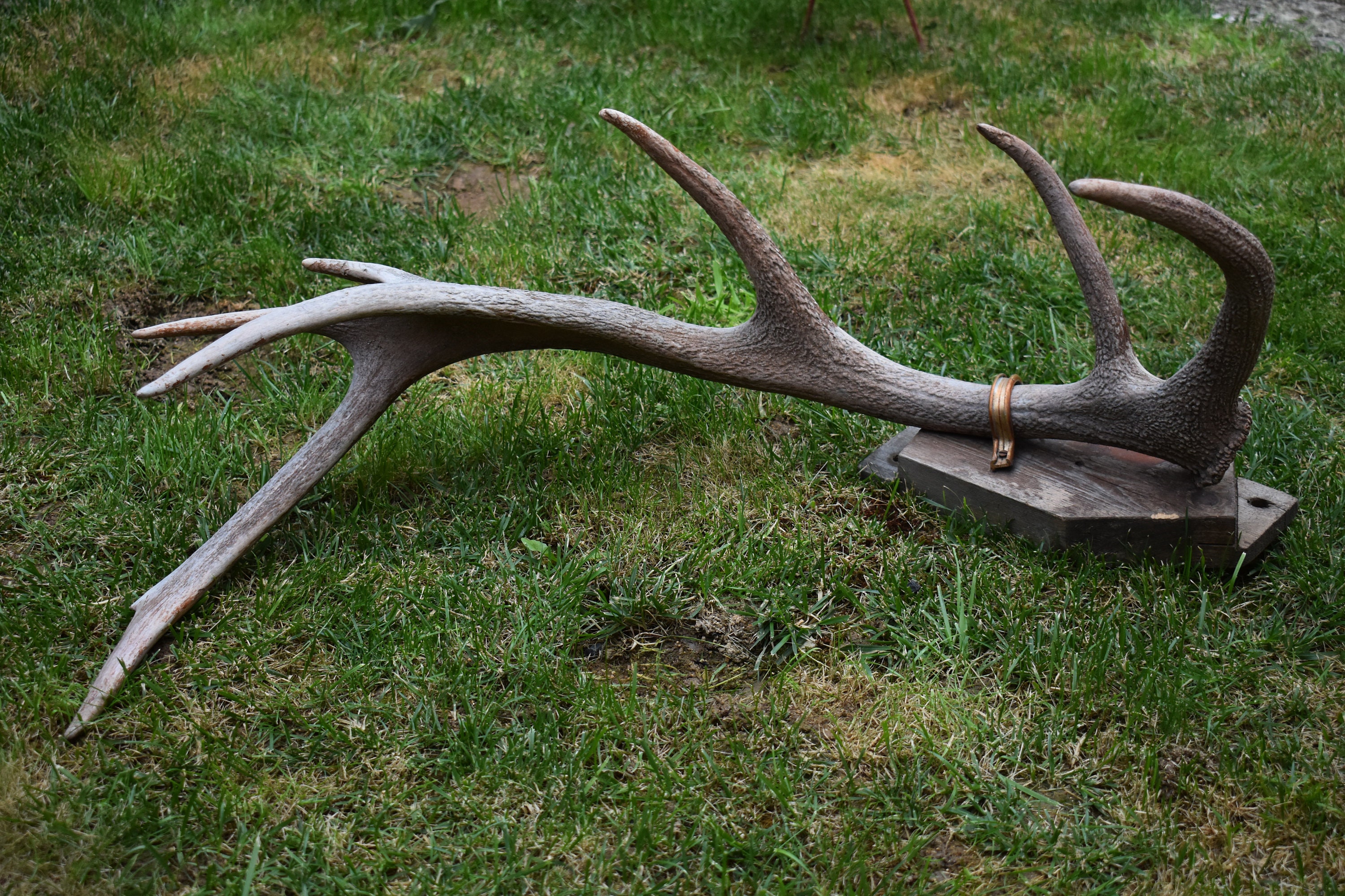 Antique Deer Antler on Wooden Stand: Natural Wall Decor - Etsy