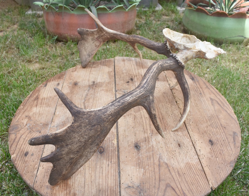 Antique Deer Horns Vintage Deer Horns Natural Deer Horn - Etsy