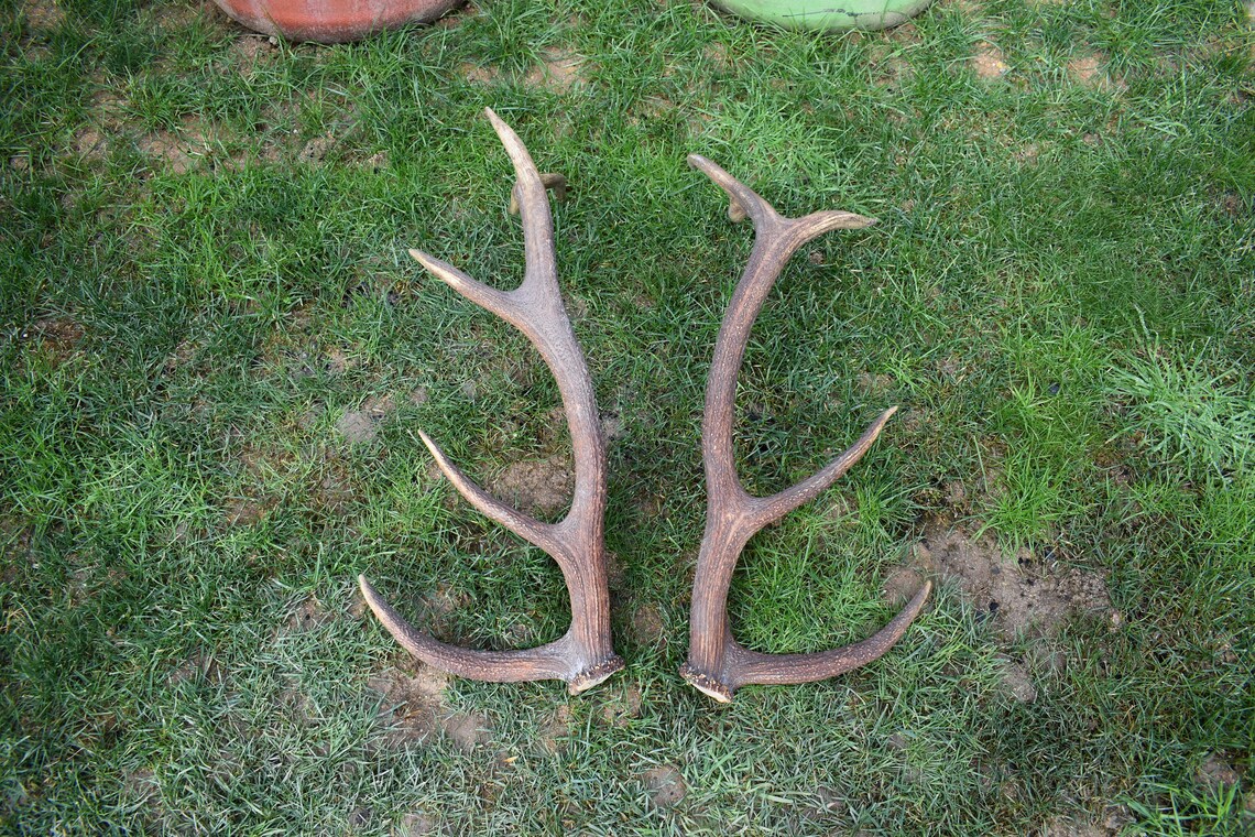 Pair of Antlers Big Antlers Authentic Antlers Vintage - Etsy