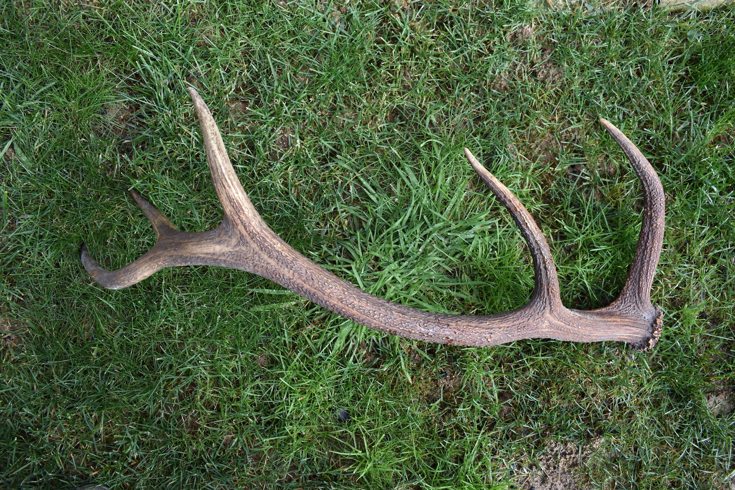 Pair of Antlers Big Antlers Authentic Antlers Vintage - Etsy